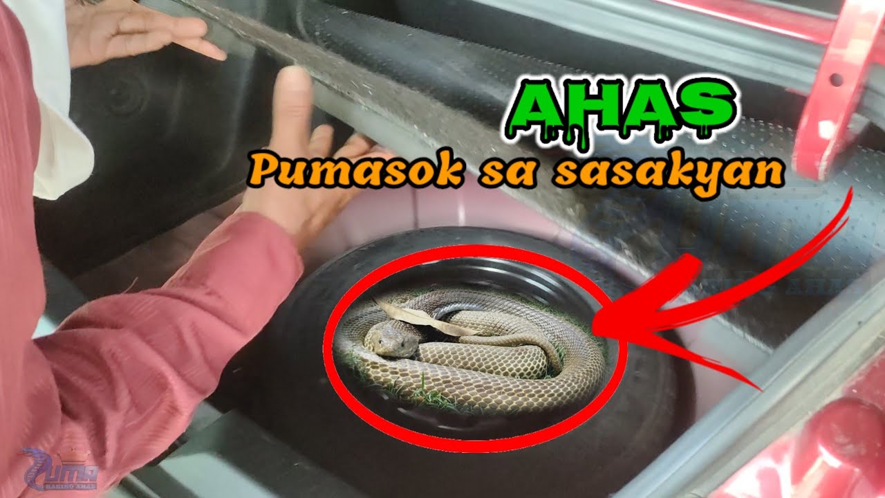 Ahas pumasok sa sasakyan | zuma haring ahas - YouTube