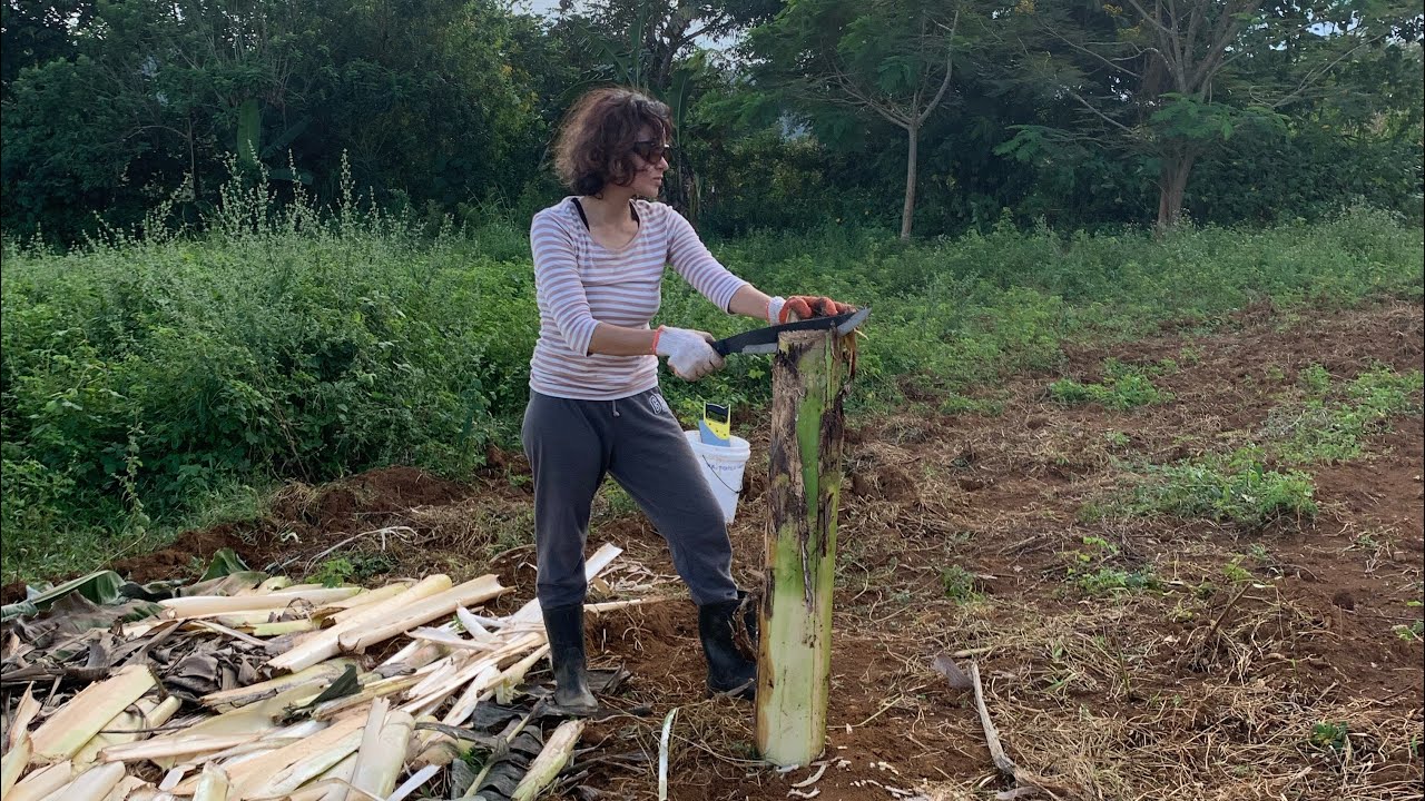Whole Banana Plant as Mulch - YouTube