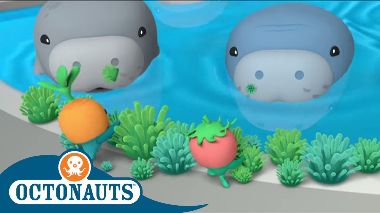 Octonauts - Feeding the Seals | Cartoons for Kids | Underwater Sea ...