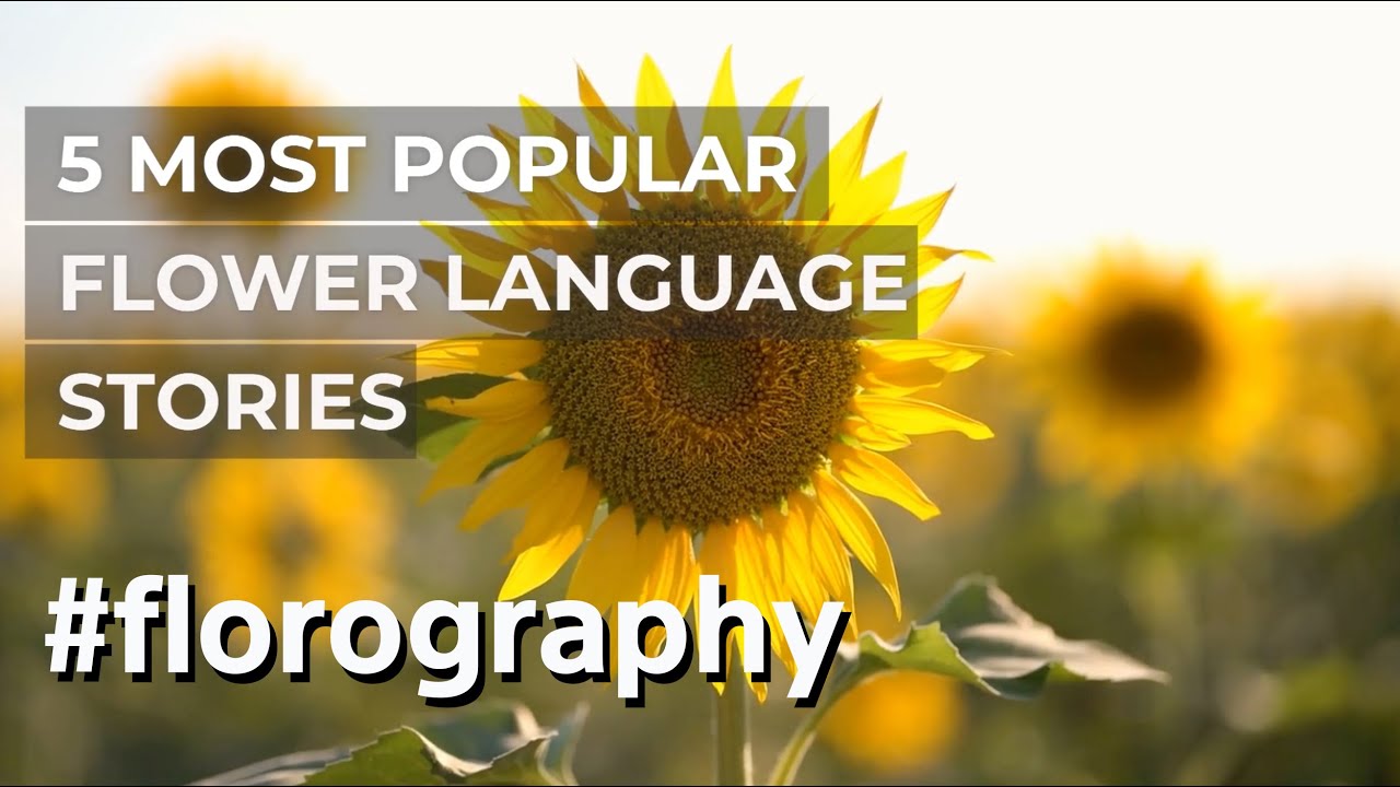 5 most popular flower language stories #Floriography - YouTube
