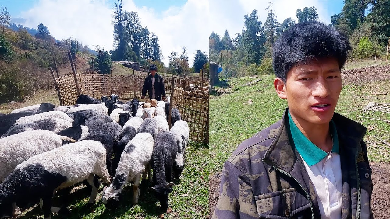 Number of Sheep are growing II Keeping sheep is main source of my ...