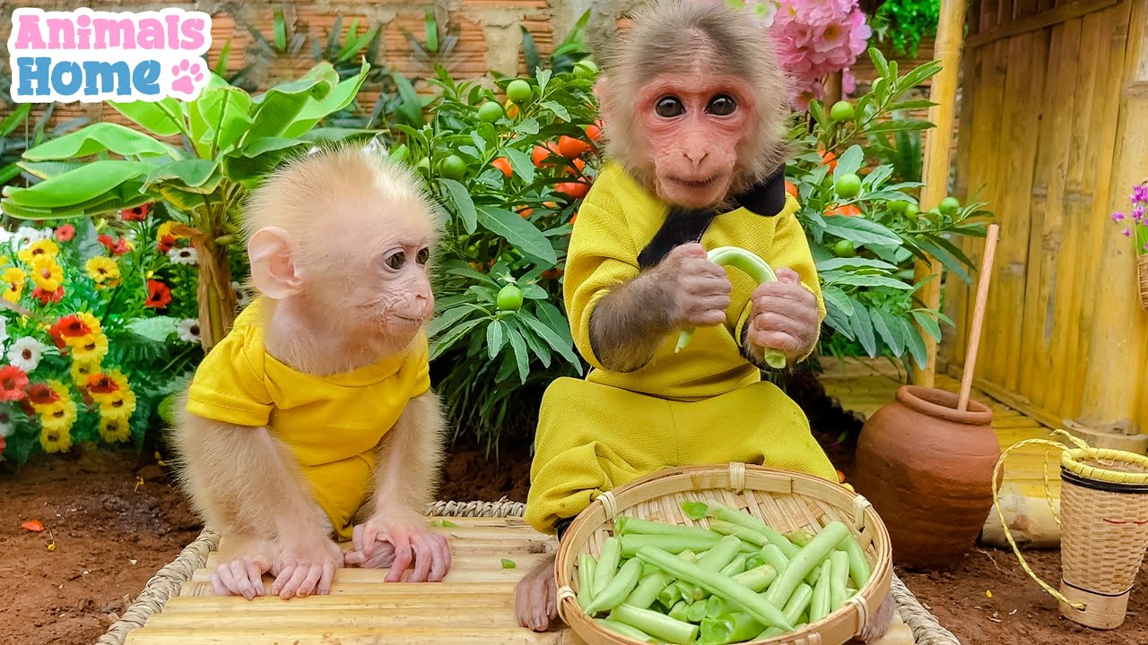 Smart BiBi helps dad cook for baby monkey Obi - YouTube