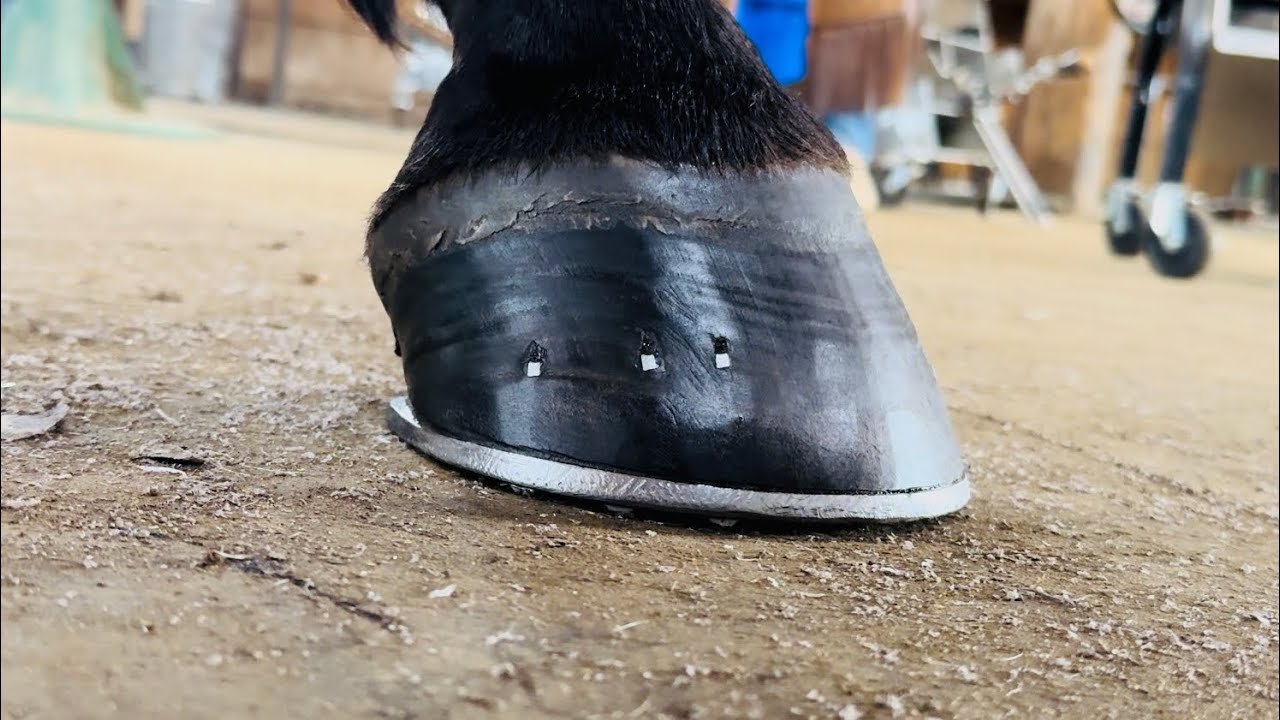 Hoof with SIDEBONE and NAVICULAR gets HANDMADE Horseshoe - YouTube