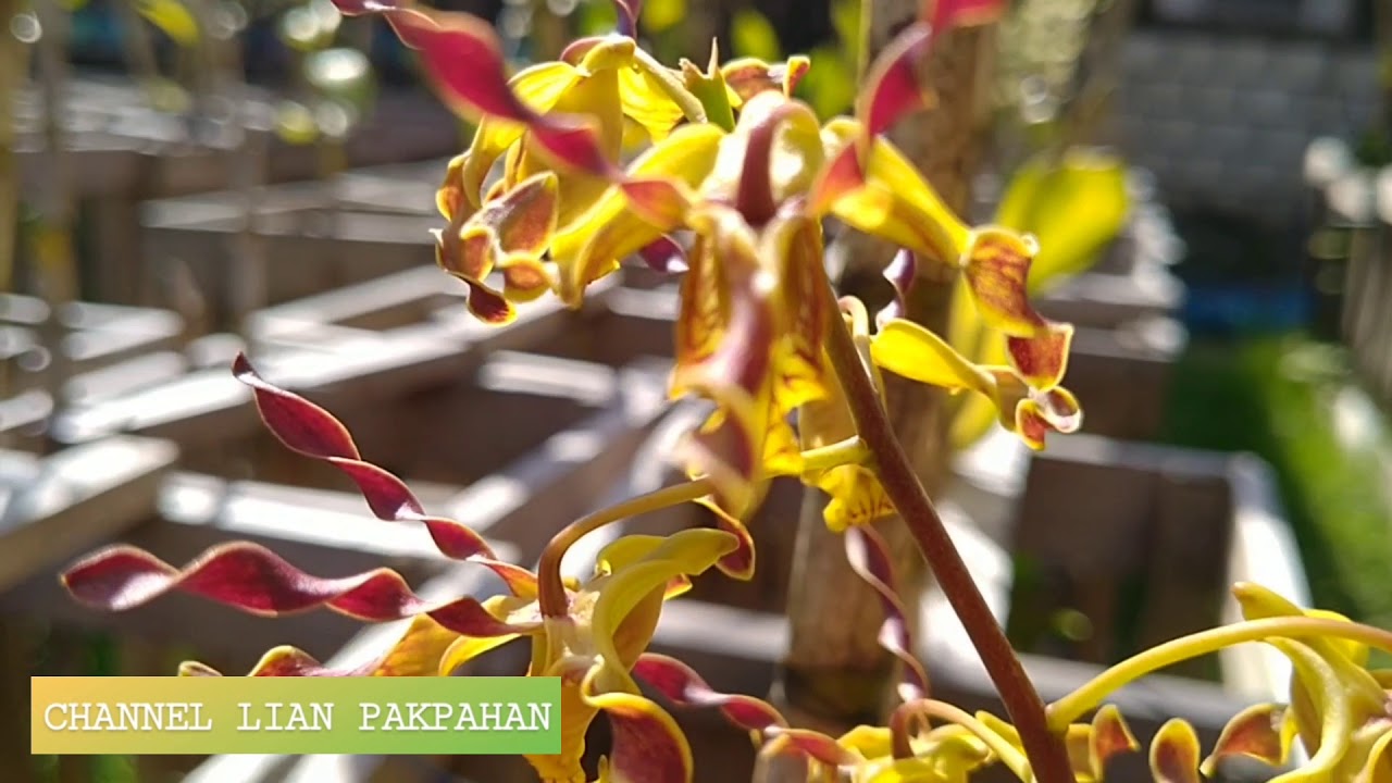 Dendrobium Lasianthera || Anggrek Strawbery - YouTube
