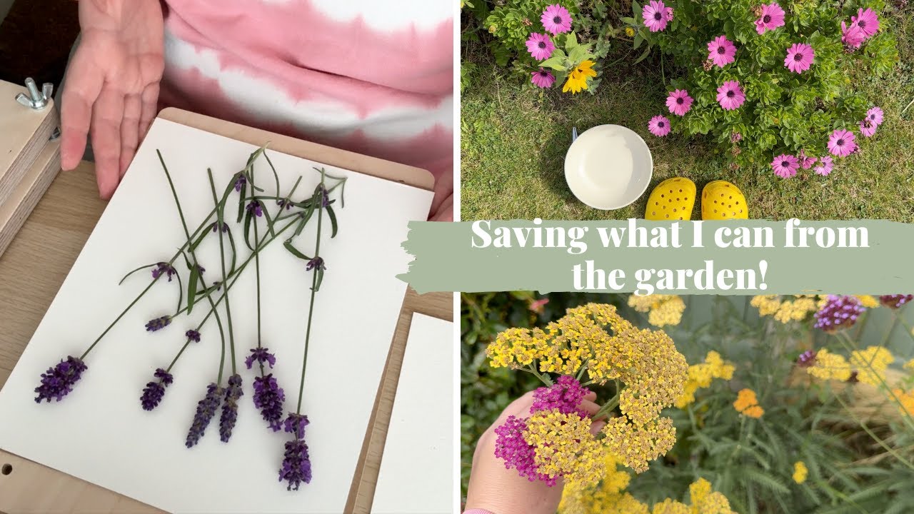 Bye bye garden for 2024! Saving what I can before renovations! - YouTube