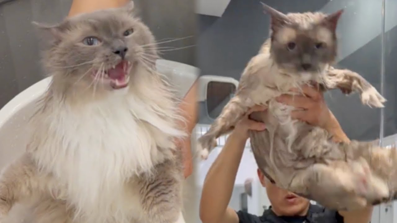 Dog Cleaning | Colorpoint Ragdoll Cat | Jumping straight out of the ...