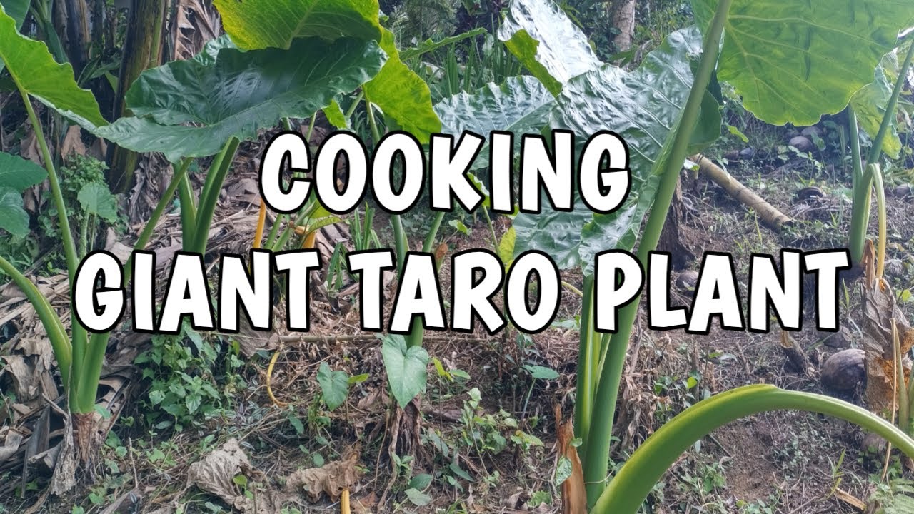 Harvesting and cooking Giant Taro Plant - YouTube