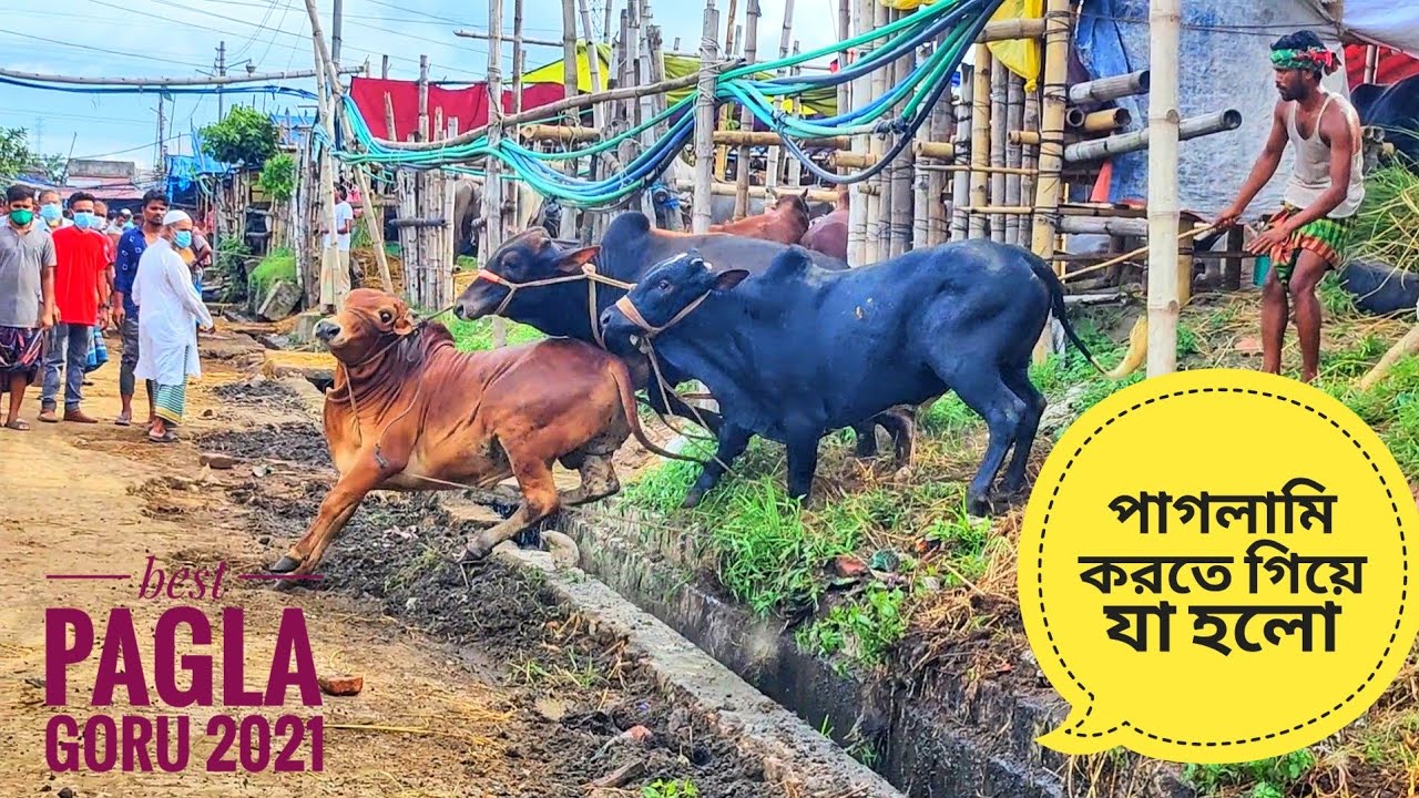 pagla gorur paglami 2021 । Pagla goru 2021 । gabtoli pagla goru 2021 । angry cow 2021 dhaka p2 ...