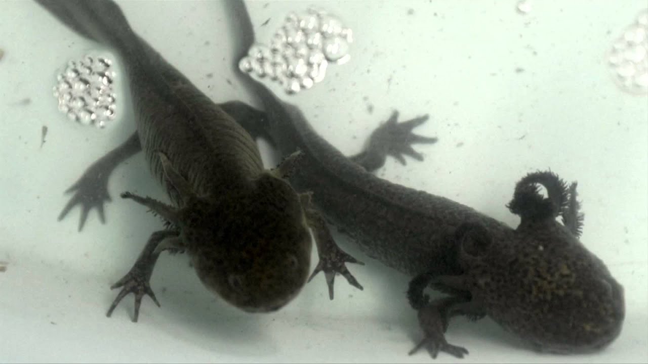 Robot Salamander Helping Scientists Unlock Spinal Secrets - YouTube