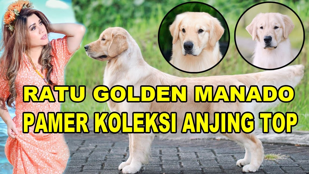 Ratu Golden Manado Pamer Koleksi Anjing Top - The Great Golden Kennel ...