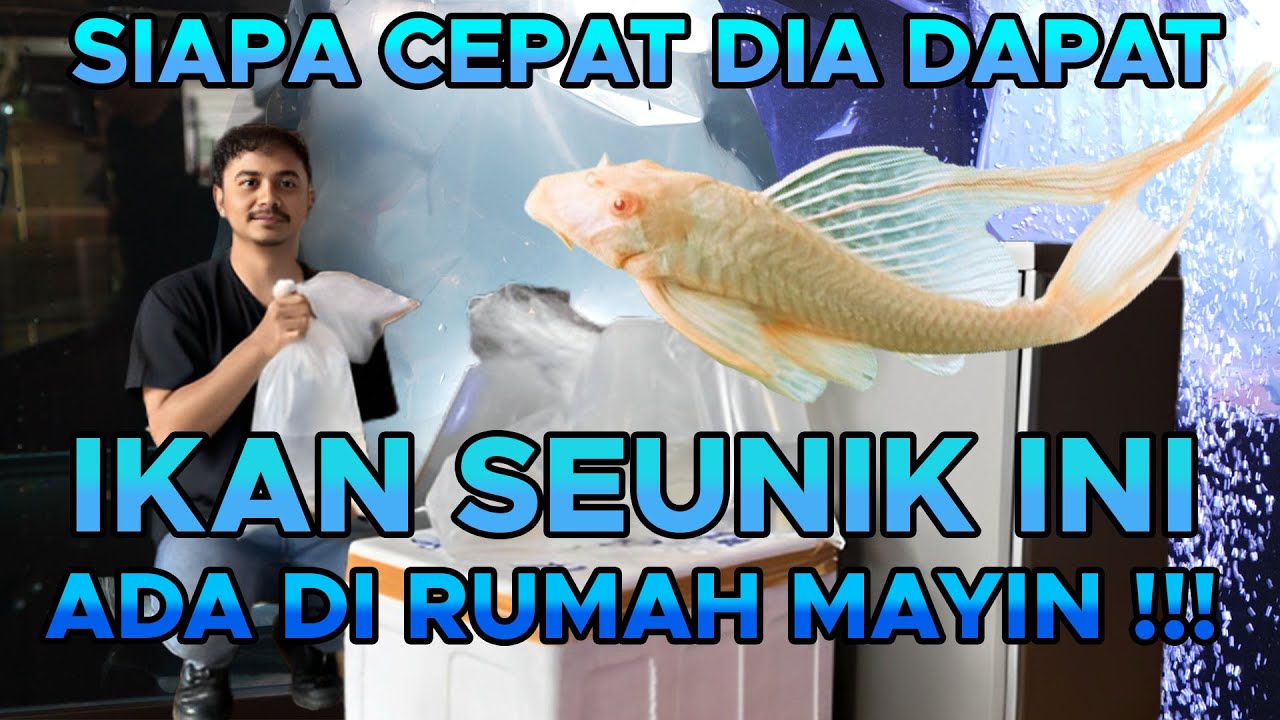 AWAS GAK KEDAPETAN IKAN UNIK!!! GIBICEPS SLAYER, RFF SB KING, KAVIAT SB KING - YouTube