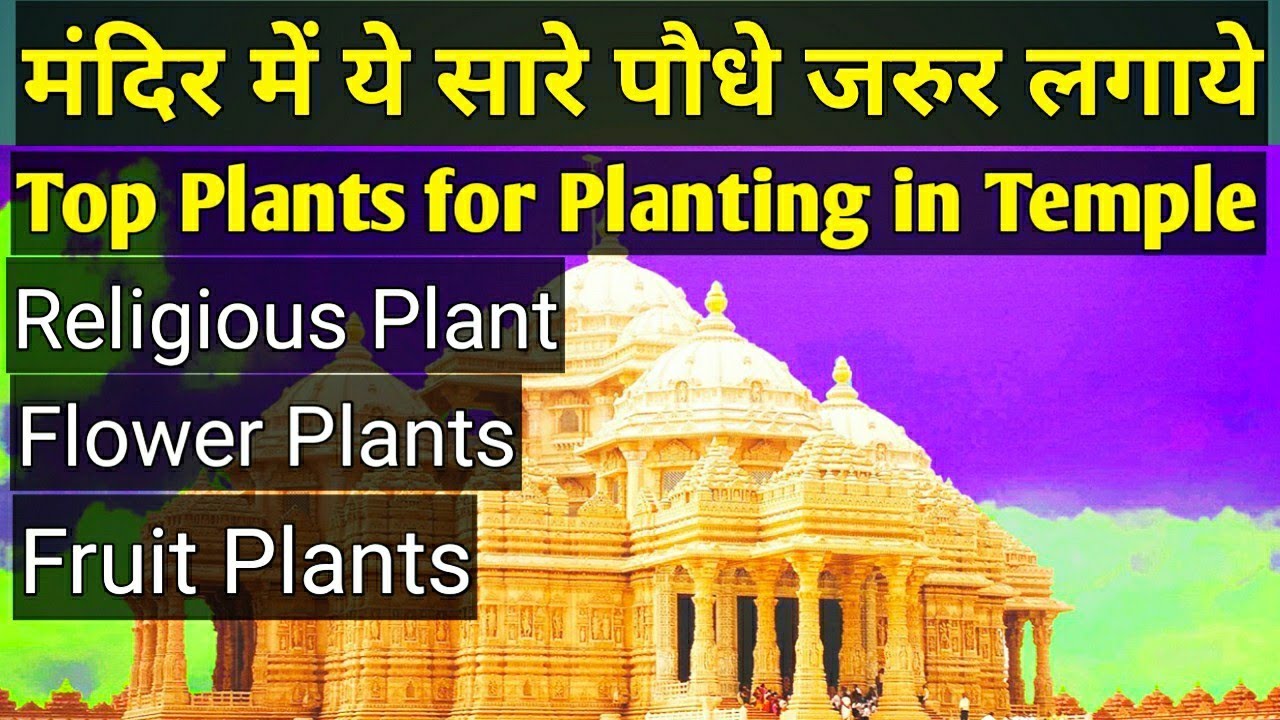 Pooja flower plant for Temple/Indian sacred/religious plants ...