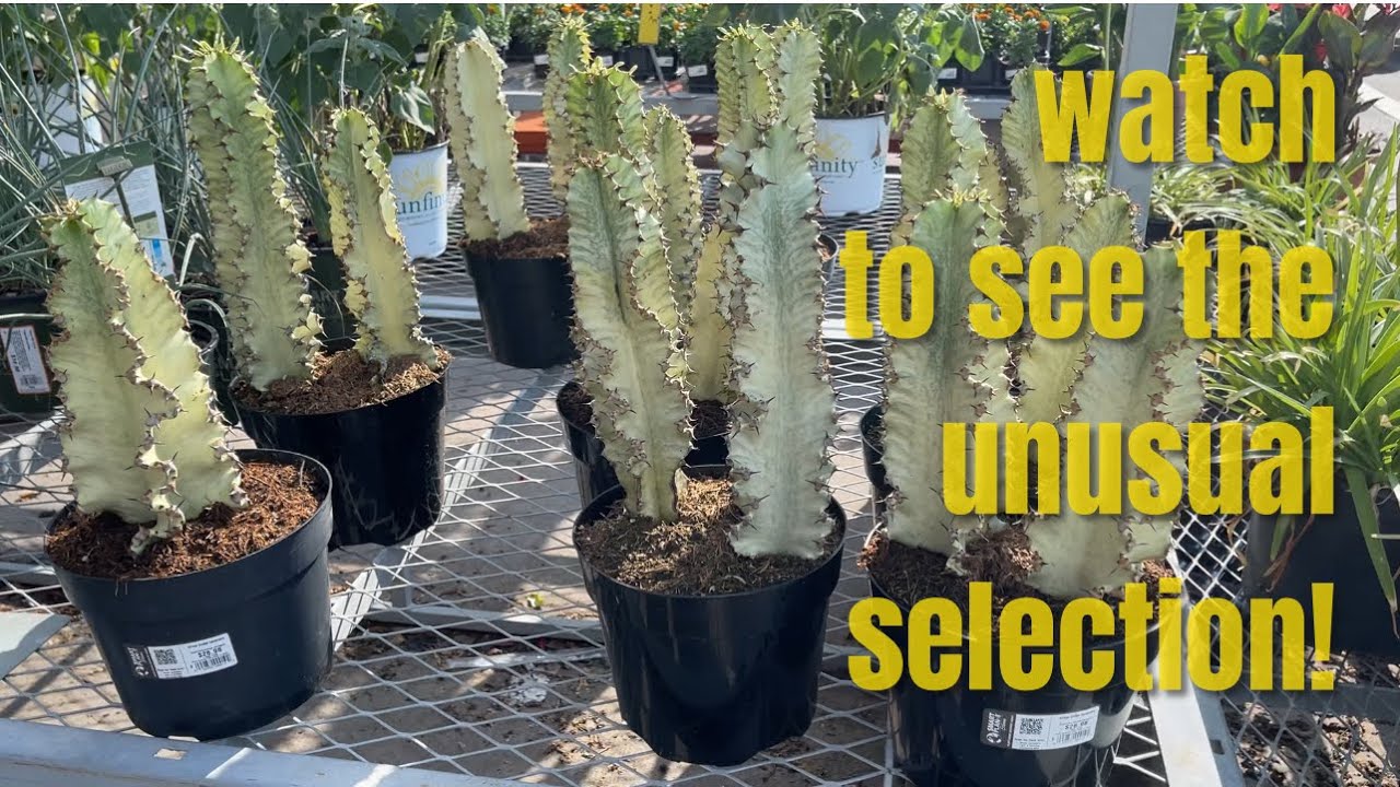 415: Scored At The Big Box Garden Center Today! Picked Up Cactus ...