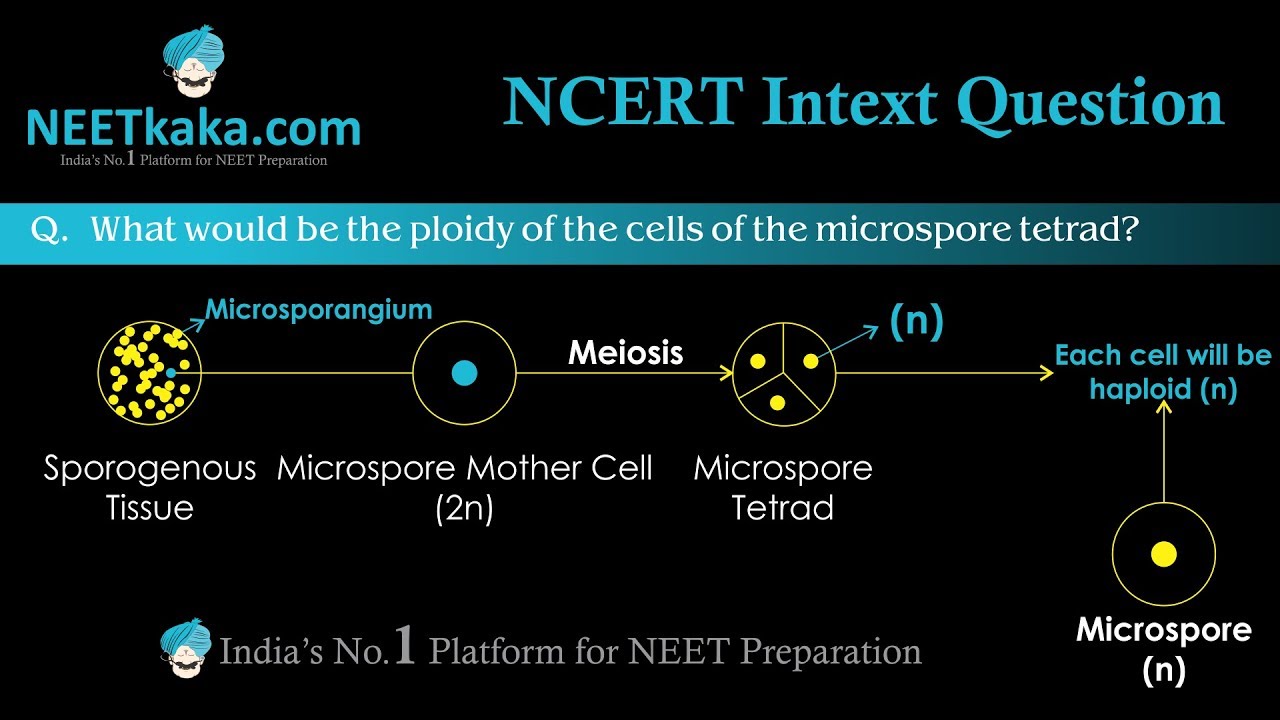 Ploidy of the cells of the microspore tetrad? - YouTube