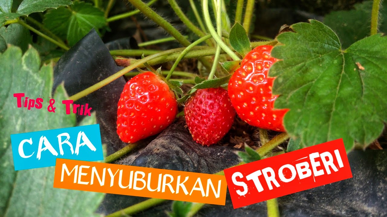 CARA MENYUBURKAN STROBERI (Pruning) | MERANGSANG STROBERI BERBUAH - YouTube