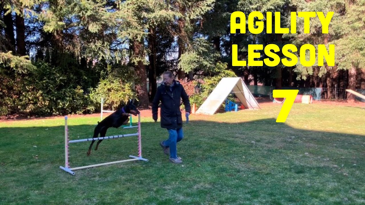 Beginning Dog Agility Seventh Lesson - YouTube