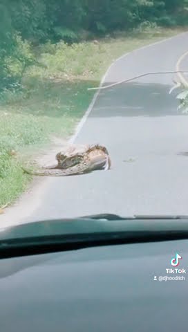 I really thought the deer had died from the python's grip 😲 #python # ...