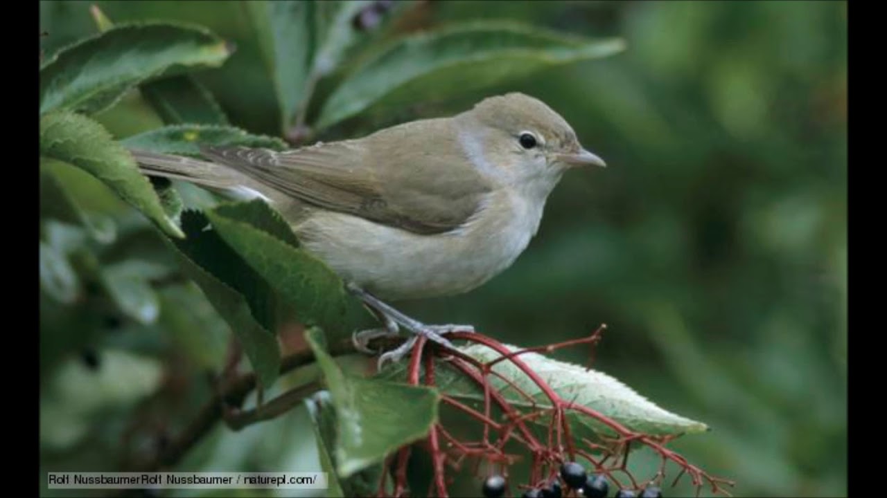 Chiffchaff Autumn call. - YouTube