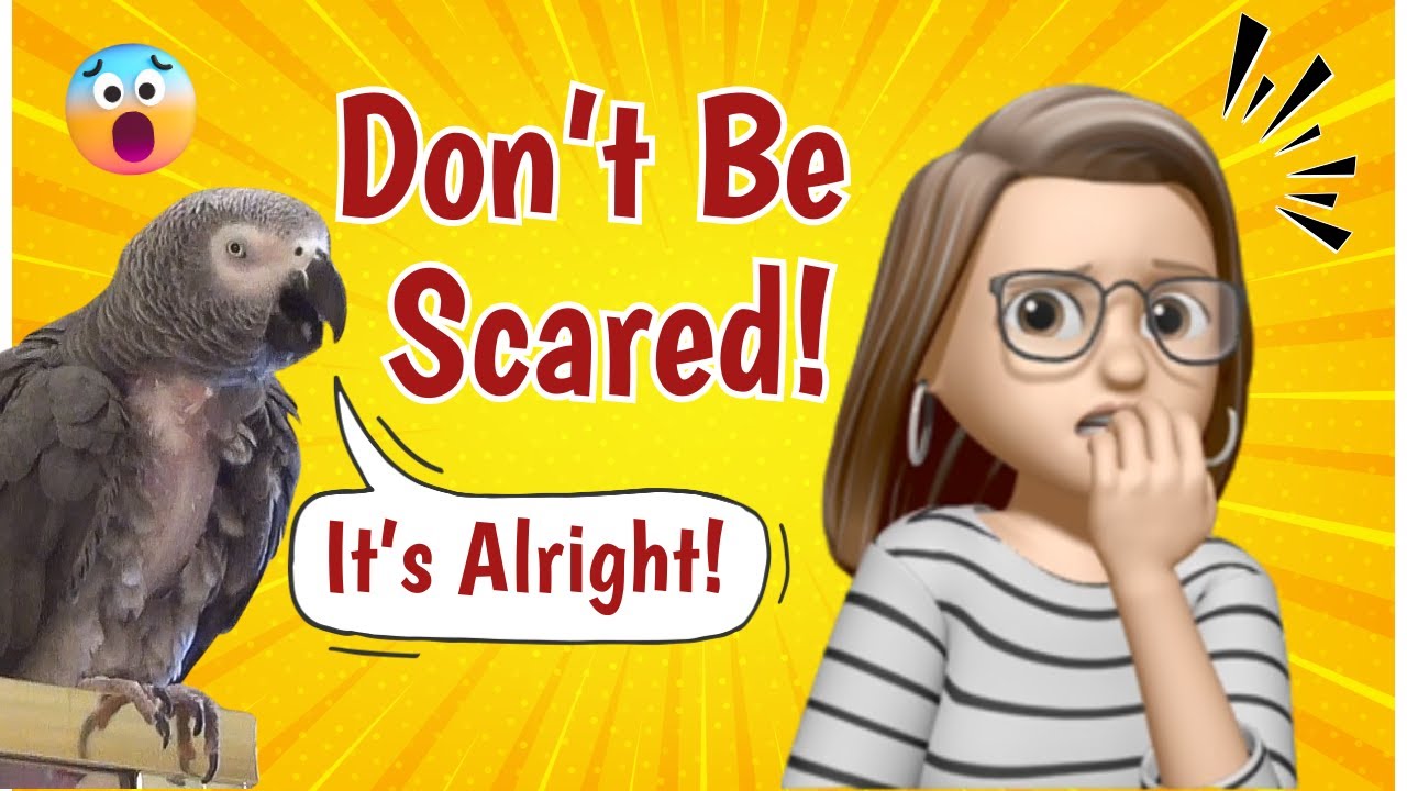 Is Marcia Scared? Einstein Parrot’s Comforting Words with Lunch ...