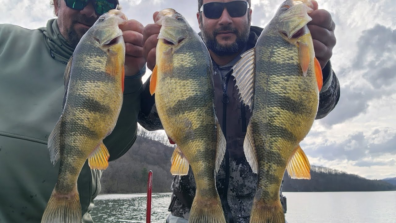 Giant yellow perch #fish tacos#douglas #cooking - YouTube