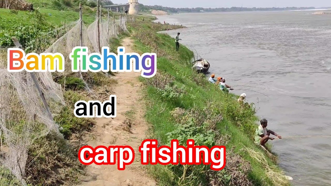 Fishing videos || Bam fishing and carp fishing | बाम मछली का शिकार ...