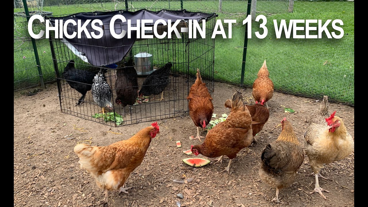 Checking in with the Chicks at 13 weeks old - YouTube