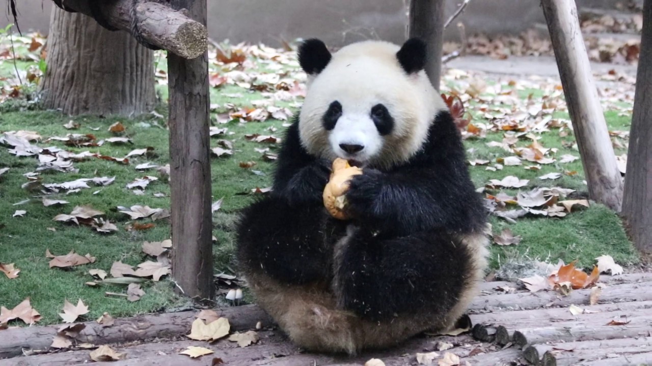 Mei Lan aka Rou Rou or Roll Roll , eating Pumpkin , Chengdu Panda base ...