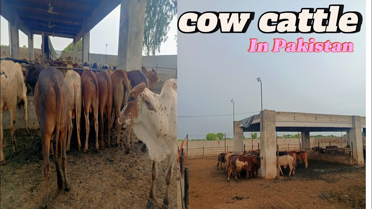 Pakistan Cattle Farming In Lodhran Barish K Pani Sy Farm Ka Bura Hal 😭😭 ...