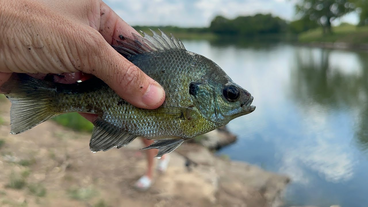 Fishing at June Lake in Spring Hill, TN with @Dawson.just.chillin and ...