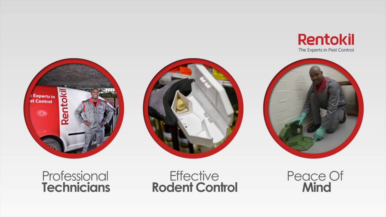 Rentokil Rodent Control - YouTube