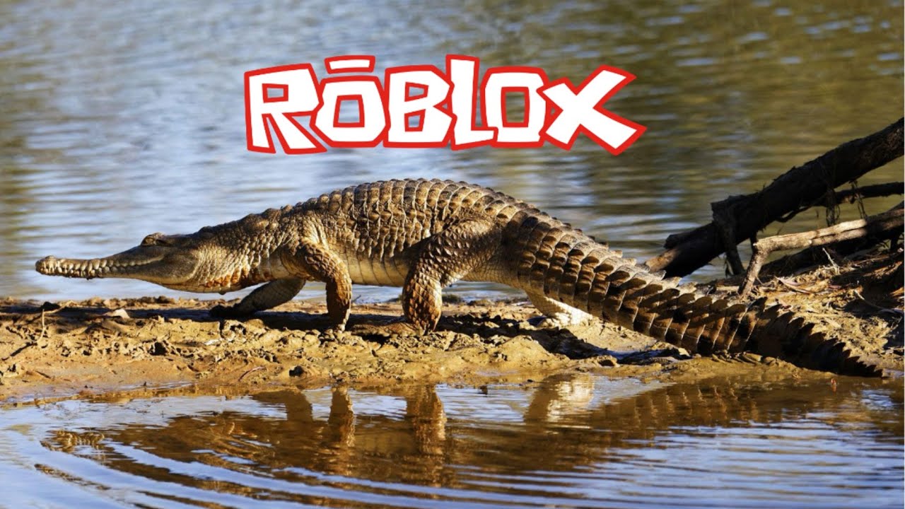 Playing as a freshwater crocodile in Roblox #gaming - YouTube