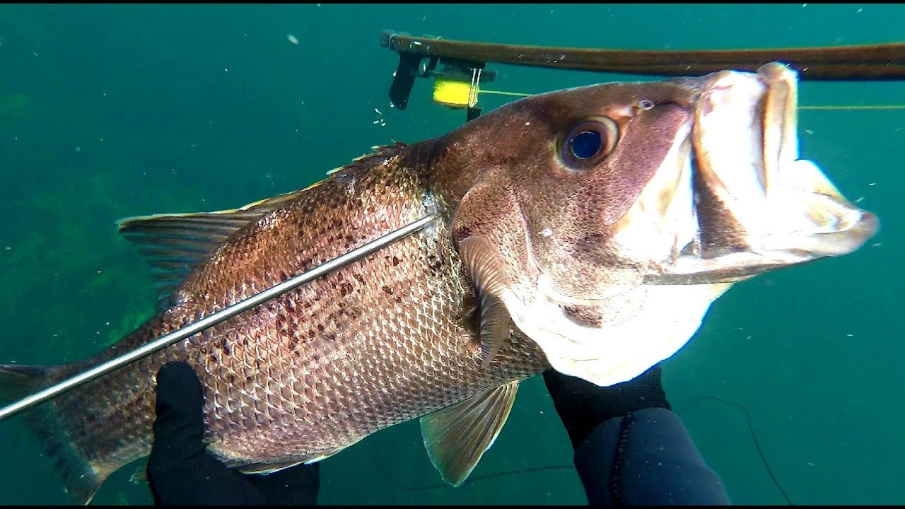 Freedive Spearfishing South West Australia | Dhufish - YouTube