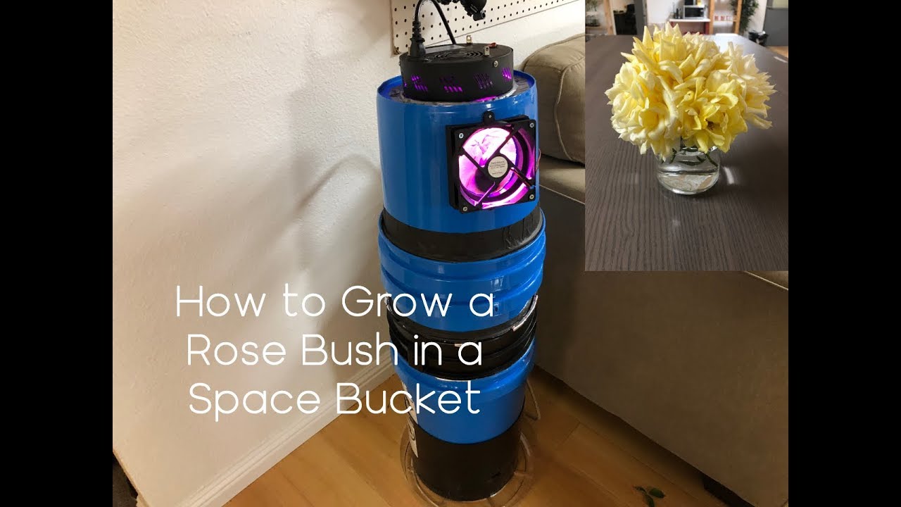 A Guide to: Self-Watering Rose Bush in a Space Bucket - YouTube