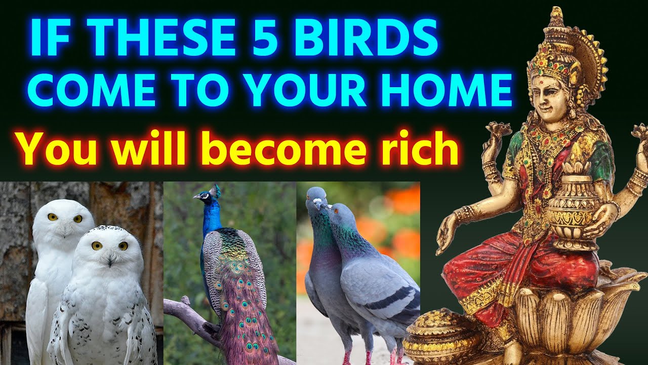 If These 5 Birds Come To Your Home Wealth And Prosperity Will Increase ...