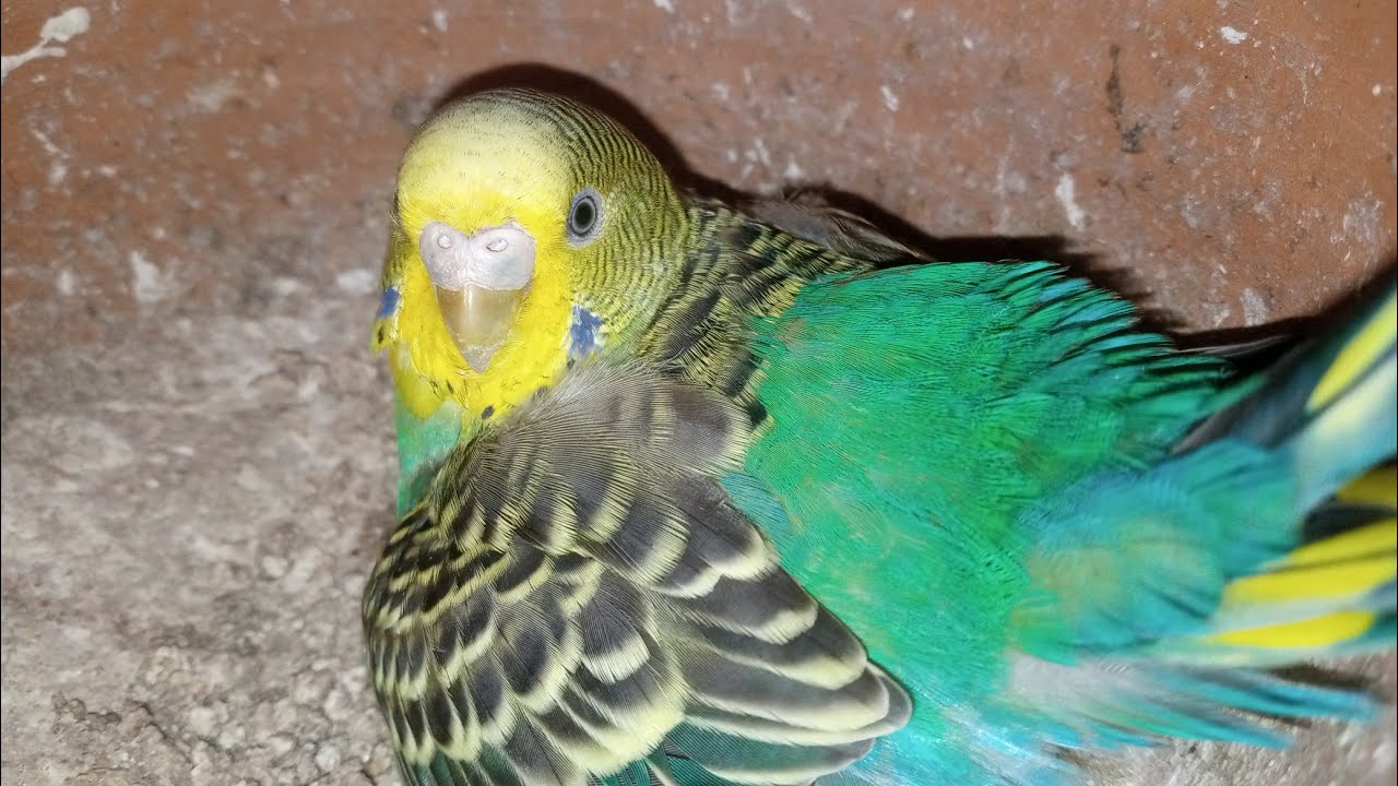 Australian birds ki breed kasy lain.australain bird ko kasy rakhain ...