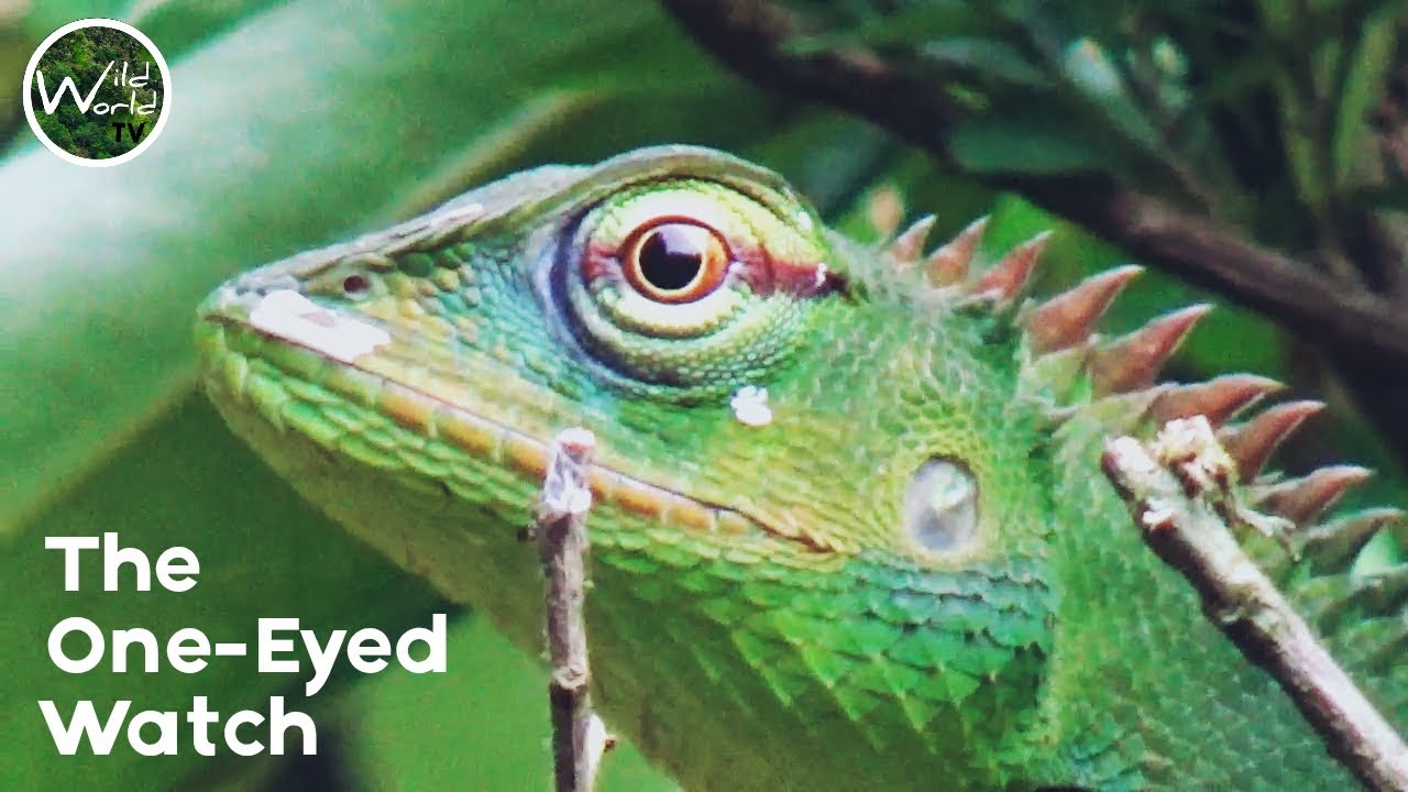 Silent Predator: Green Forest Lizard’s Incredible Stillness - YouTube