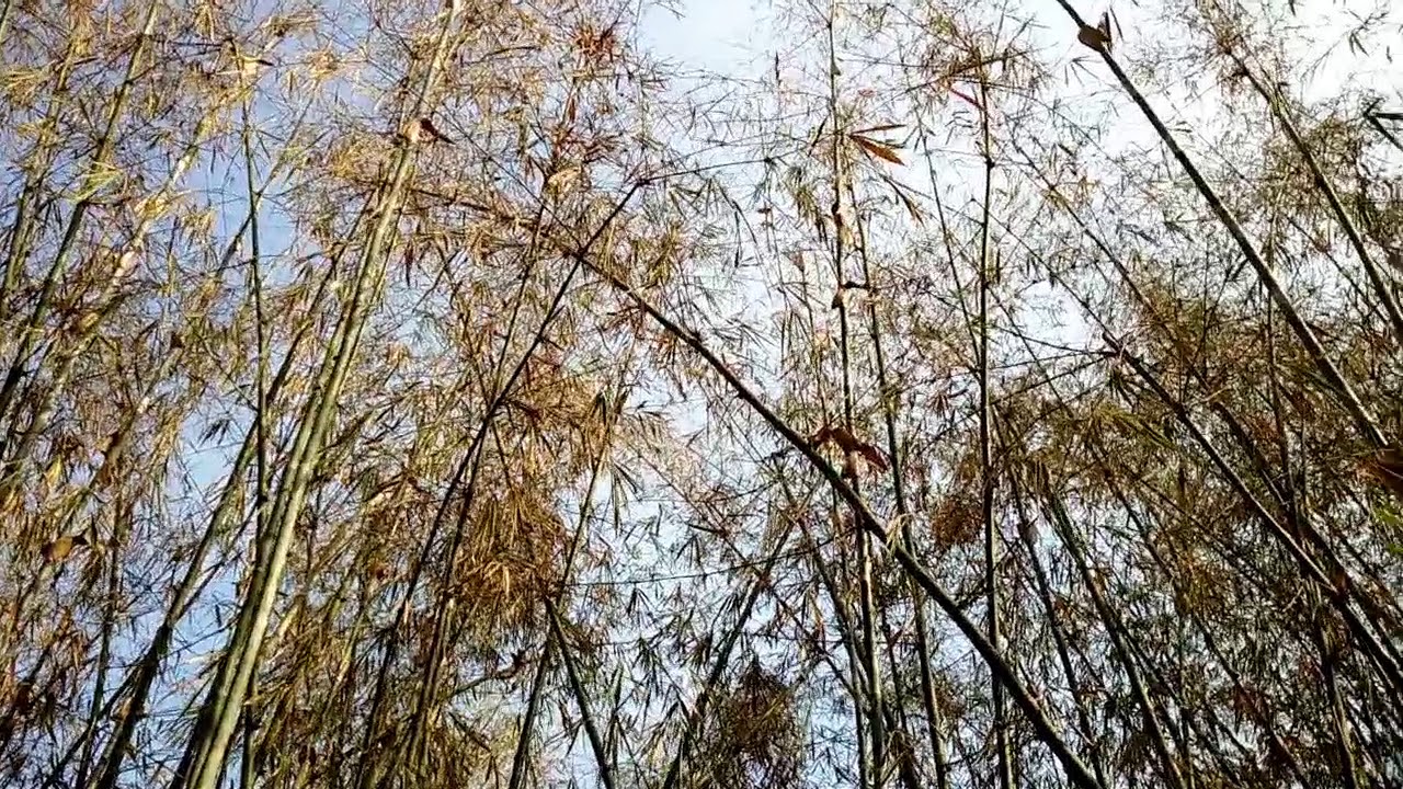 Bash bagan, Purba valuka, Gouripur, Mymensingh. - YouTube