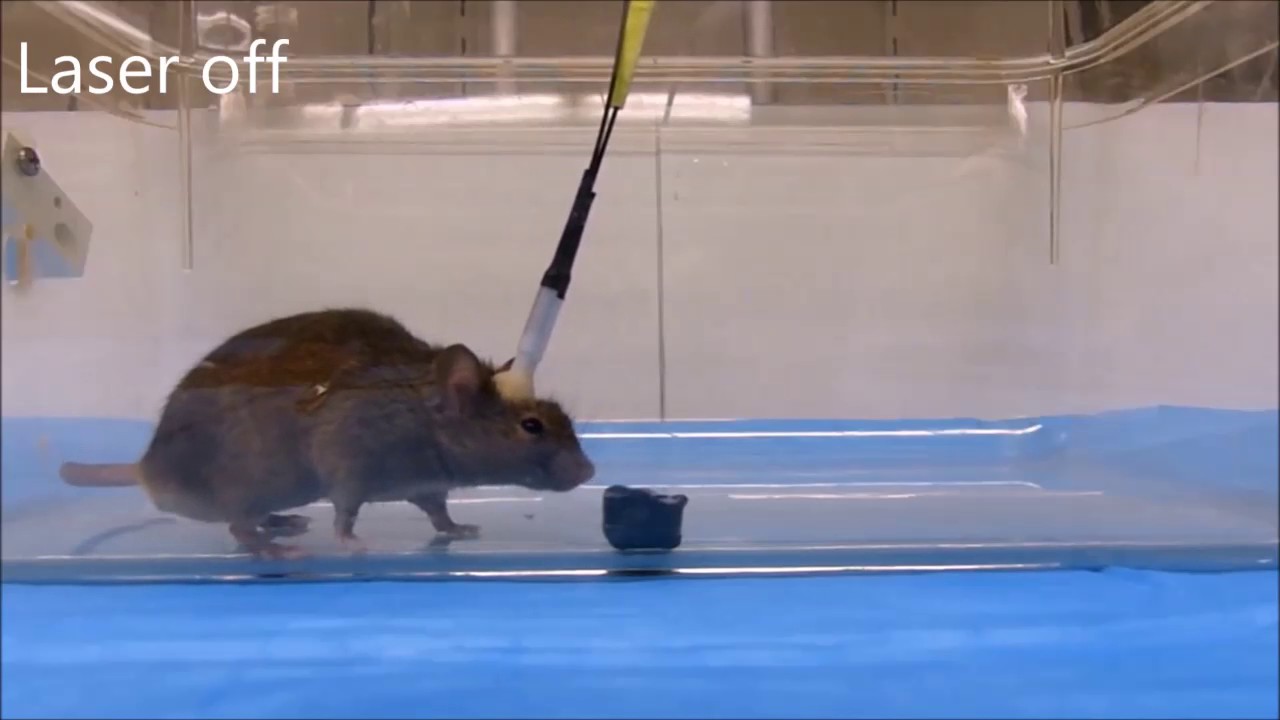 Scientists use laser to activate predatory switch in mice - YouTube