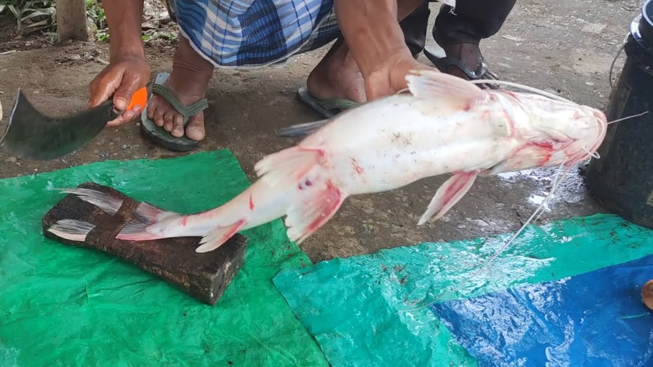 aye fish cutting skills 😄😄 - YouTube