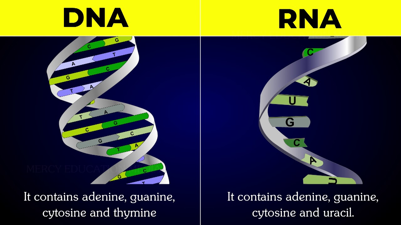 DIFFERENCE BETWEEN DNA AND RNA YouTube difference-between-dna-and-rna-youtube