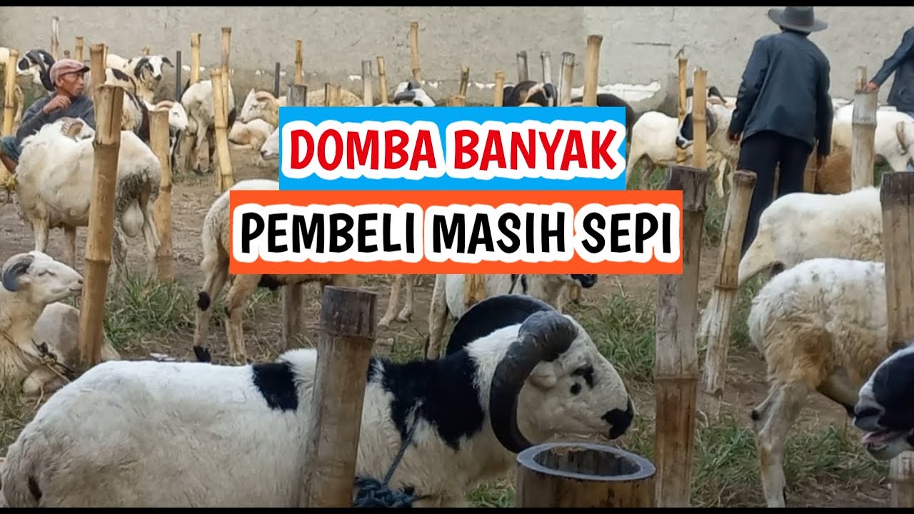 Harga Domba garut Harga domba qurban dan Harga Kambing di Pasar Domba ...