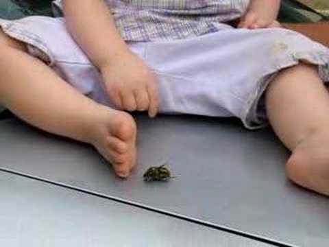 Flying June Bug - YouTube