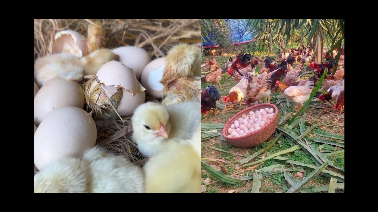 How to care for parent chickens, harvest eggs and hatch chicks - YouTube