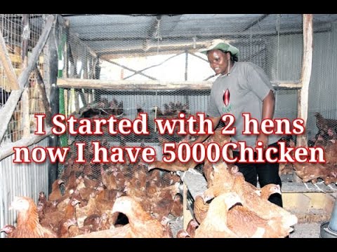 I STARTED WITH 2 HENS NOW I HAVE 5000 CHICKEN - YouTube