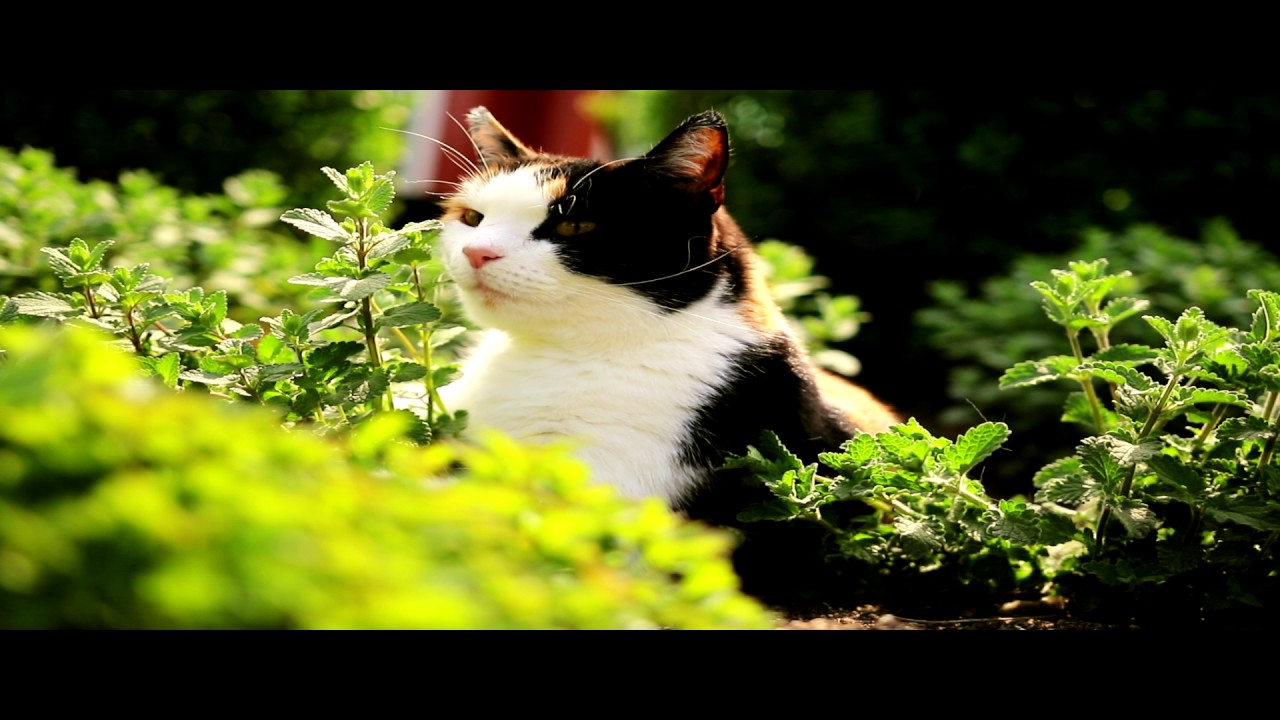 Chilli - Happy cat - YouTube