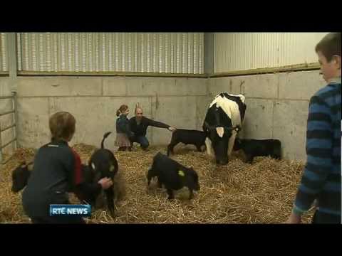 Oreo the Super Cow - YouTube