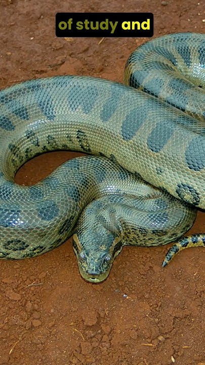 Green Anaconda: Giant Constrictor of South America's Swamps and Rivers# ...