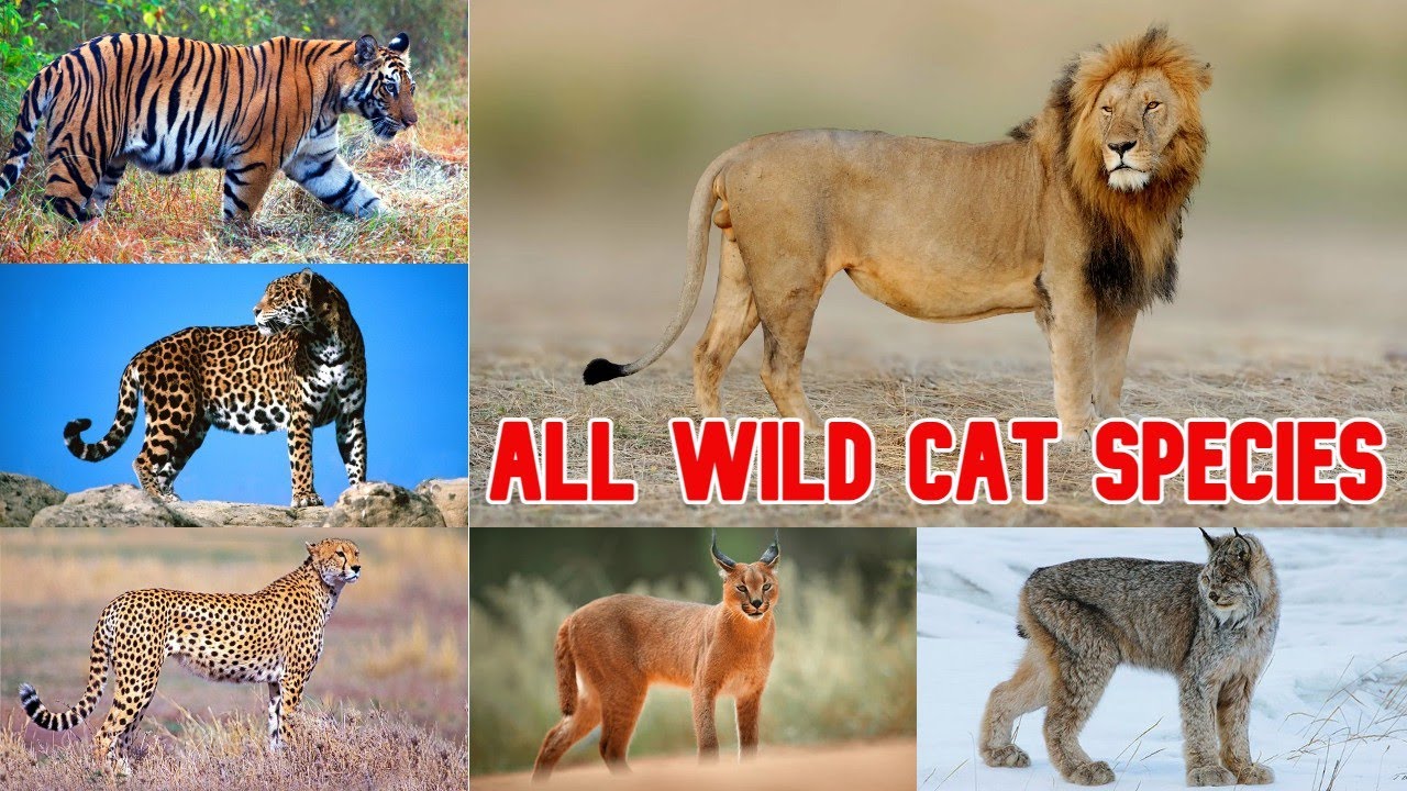 Wild Cat Species