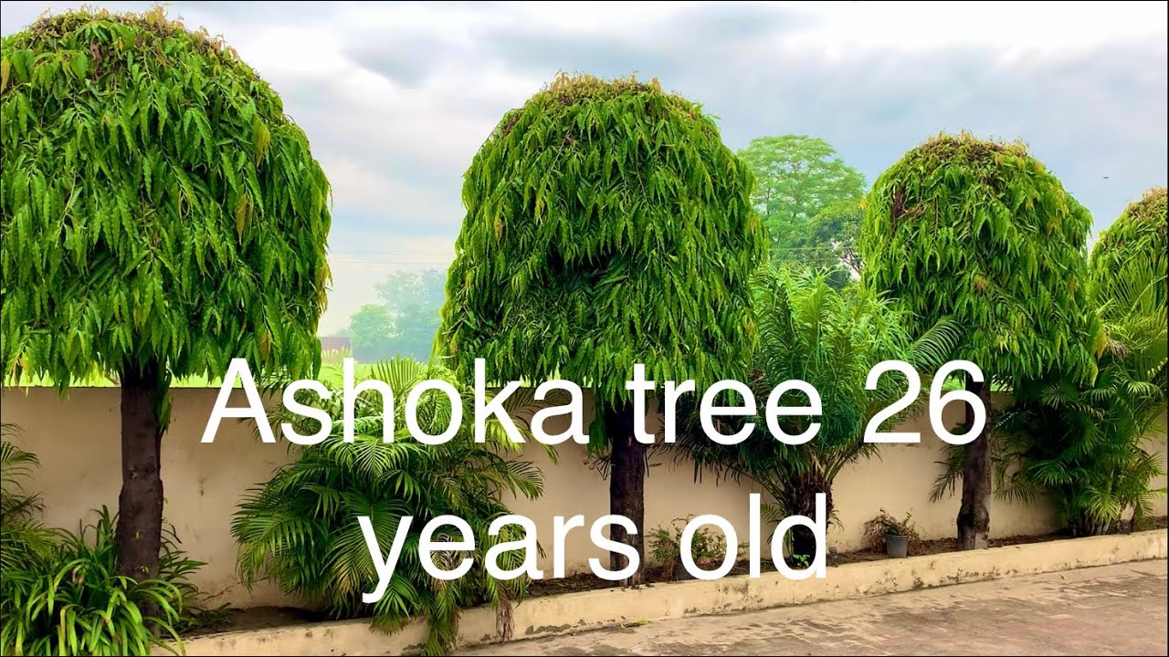 Ashoka tree 26 years old polyalthia longifolia pendula best plant for ...