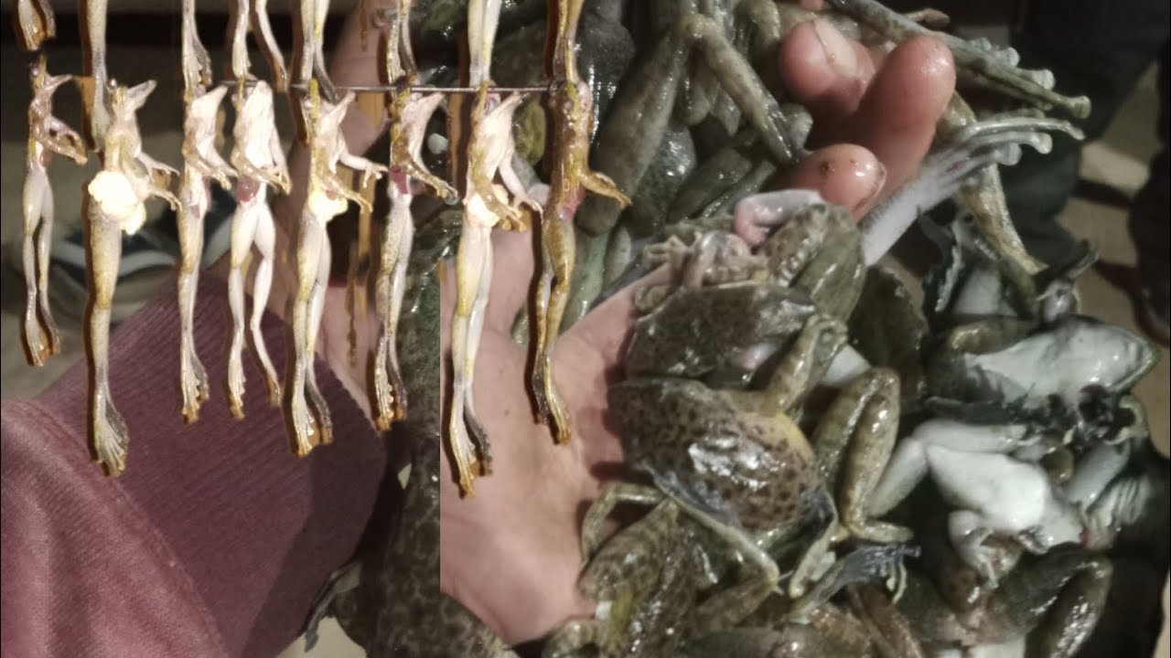 Night vlog, hunting harvest frog with friend🐸🐸watchin guys - YouTube